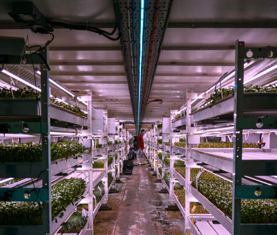 Growing Underground - Best of South West LDN